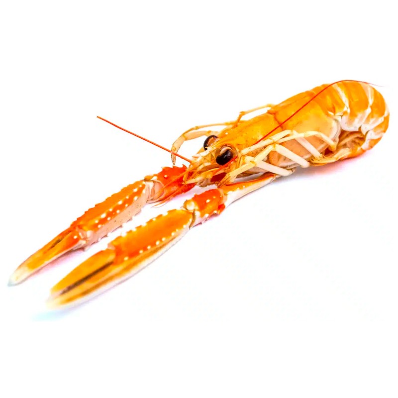 Cigala gorda - Alcampo ¡Haz tu Compra Online y Recoge Más de 50.000 ...